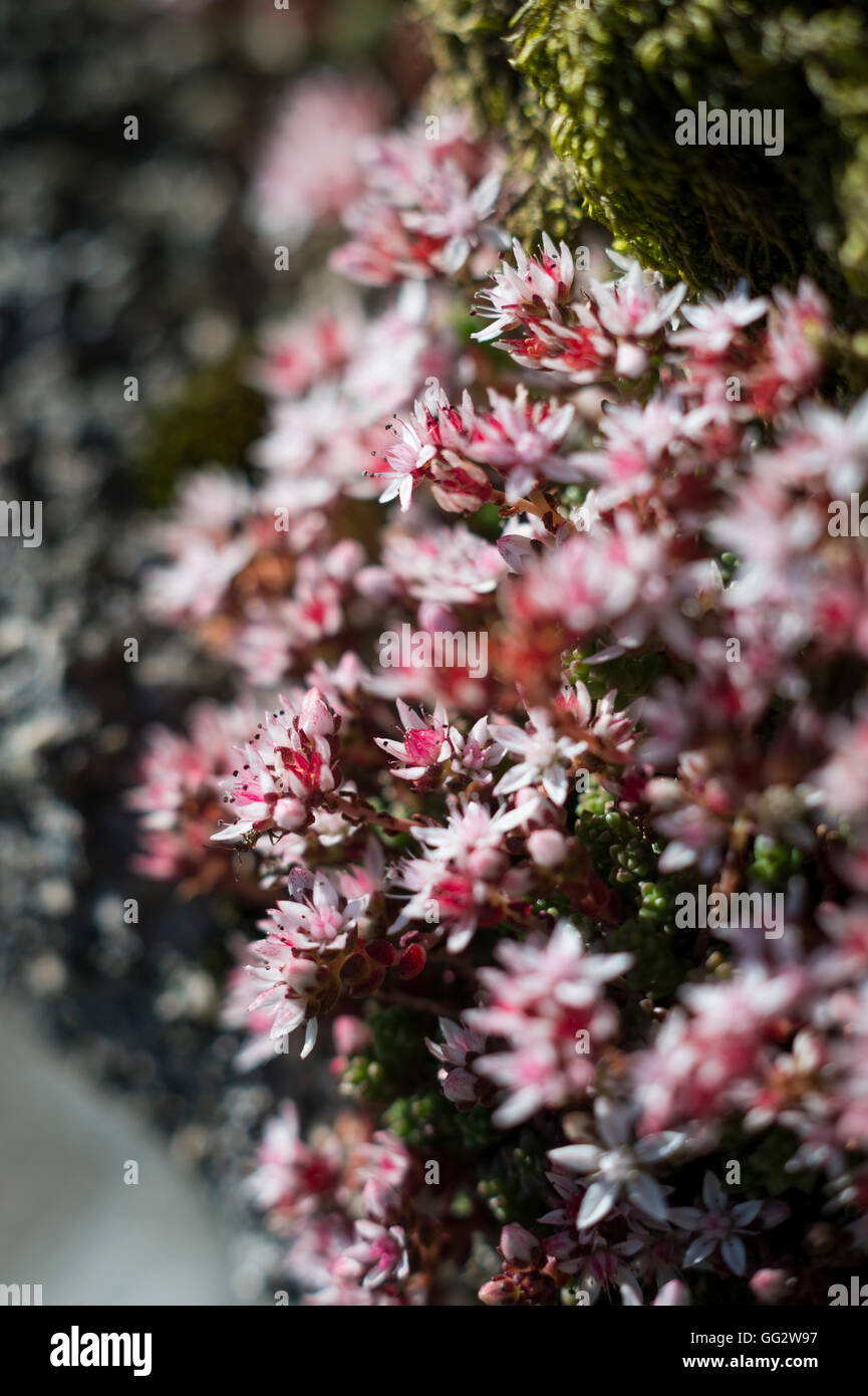 Alpine azalea or trailing azalea (Kalmia procumbens), growing on ...