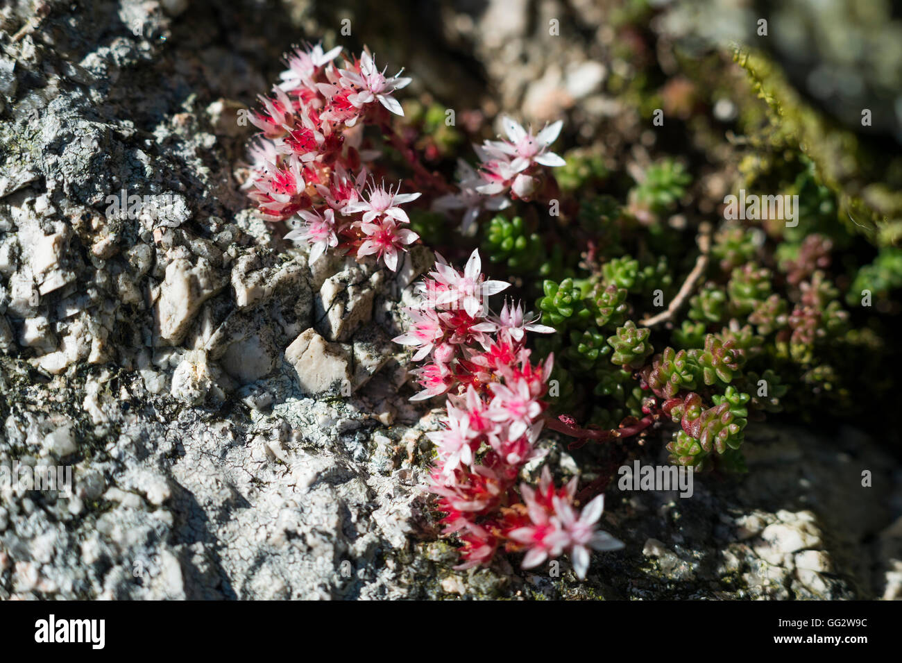Alpine azalea or trailing azalea (Kalmia procumbens), growing on ...