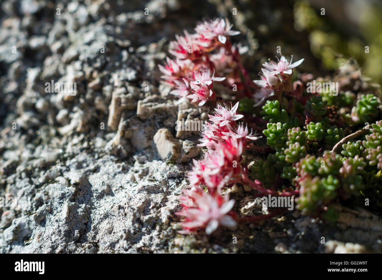 Alpine azalea or trailing azalea (Kalmia procumbens), growing on ...