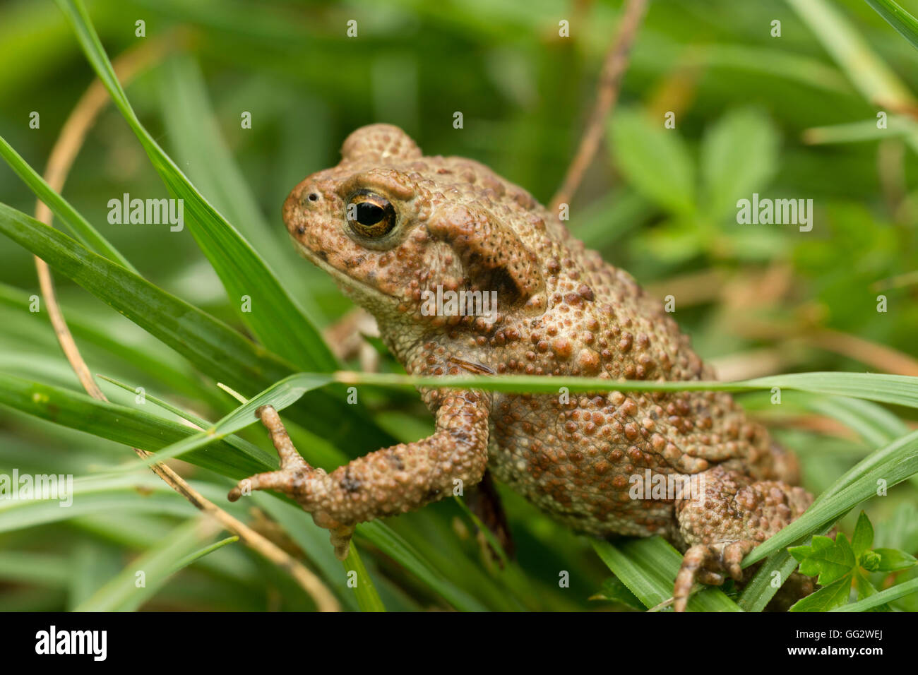 Toadlet hi-res stock photography and images - Alamy