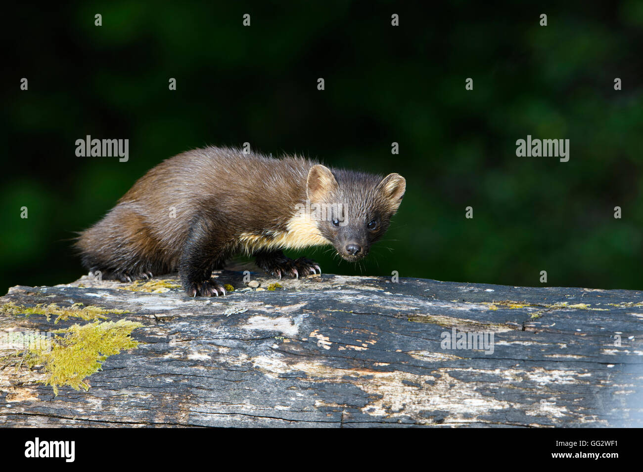 Marten Hunting Tree High Resolution Stock Photography and Images - Alamy
