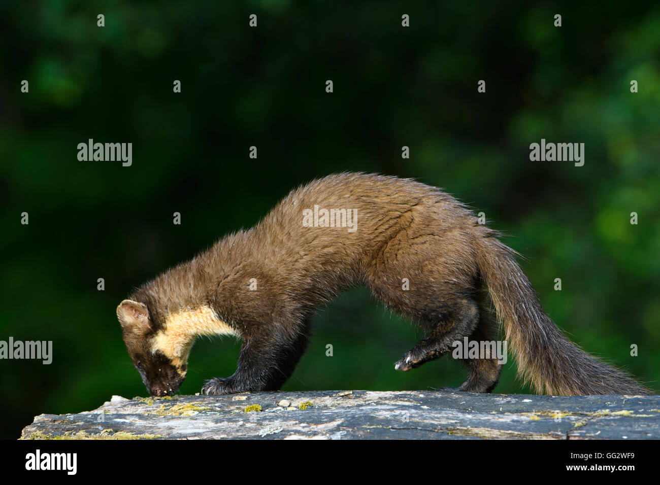 Marten hunting tree hi-res stock photography and images - Alamy