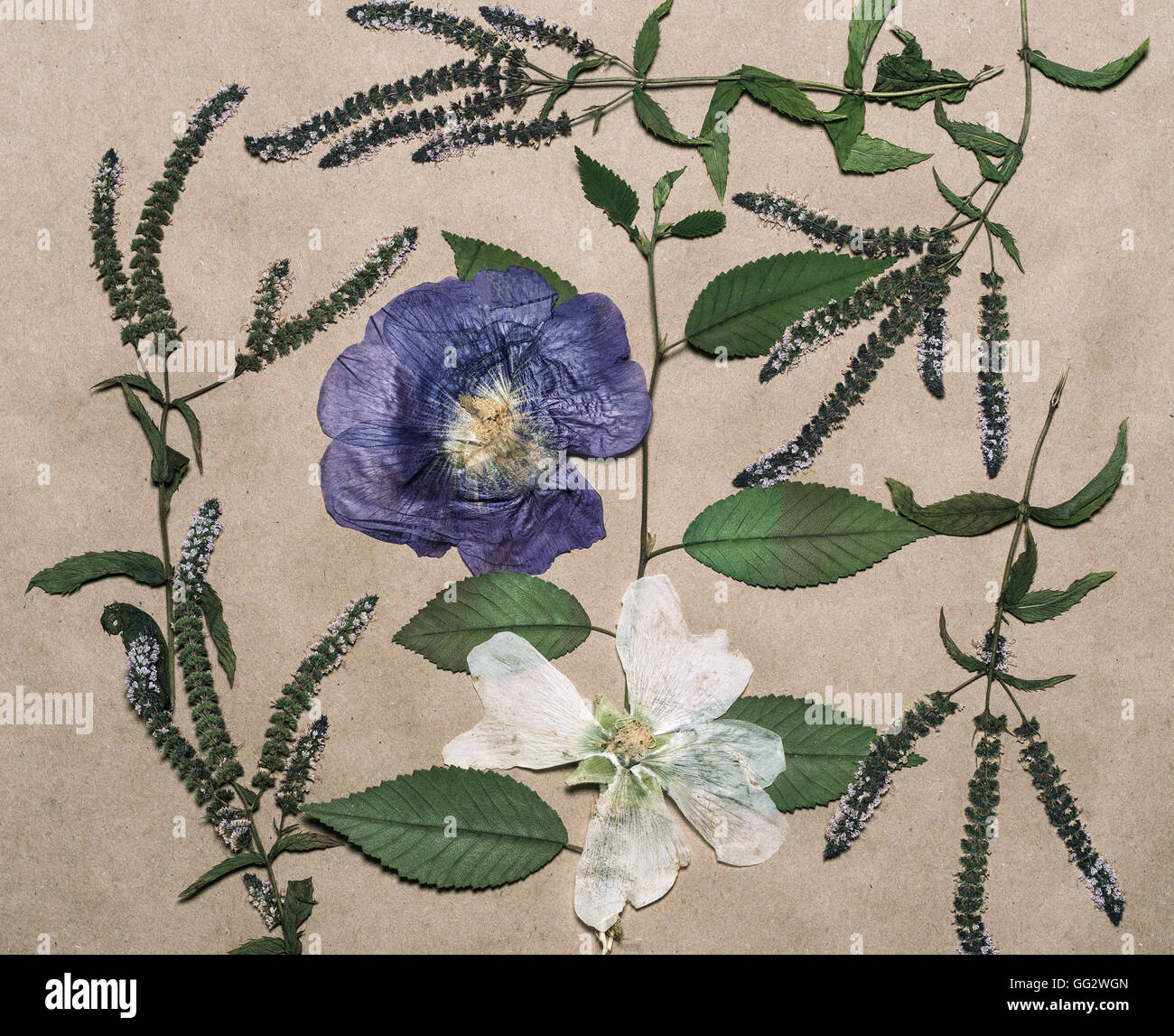Pressed wild flowers composition placed on craft paper Stock Photo - Alamy