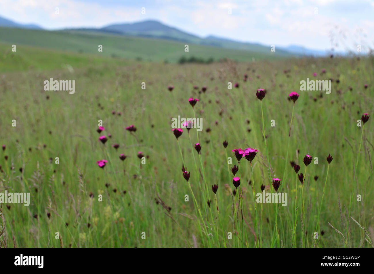 Field of purple wildflowers in a green meadow with blurred hills in a ...