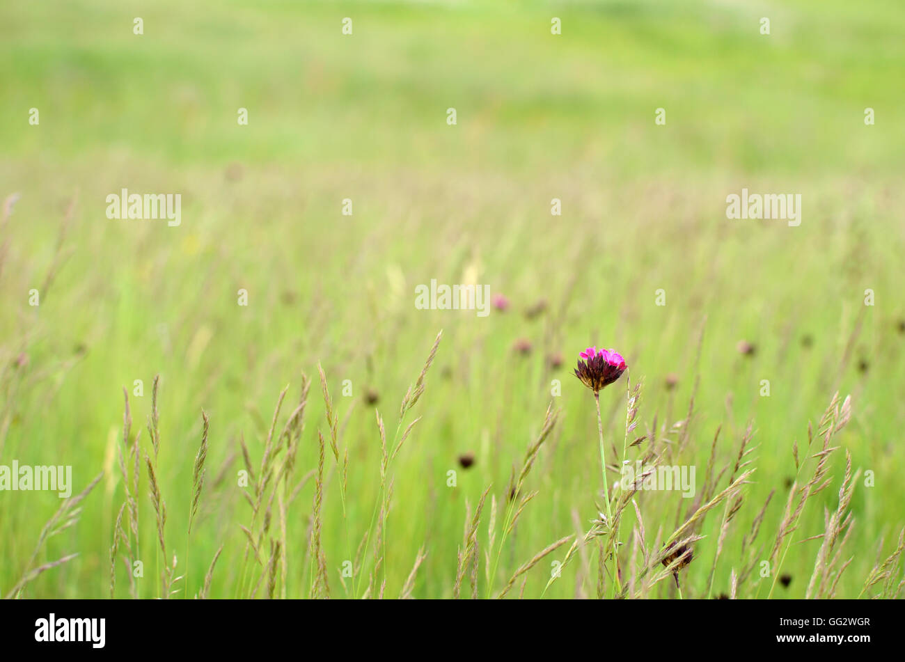 Purple wildflowers in a green meadow in springtime Stock Photo - Alamy