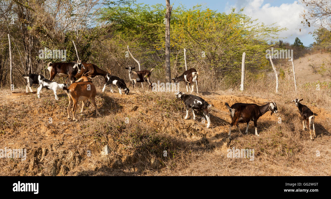 Agricultural Animals goats Stock Photo - Alamy