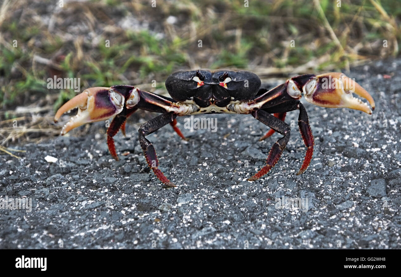 Zombie crabs hi-res stock photography and images - Alamy
