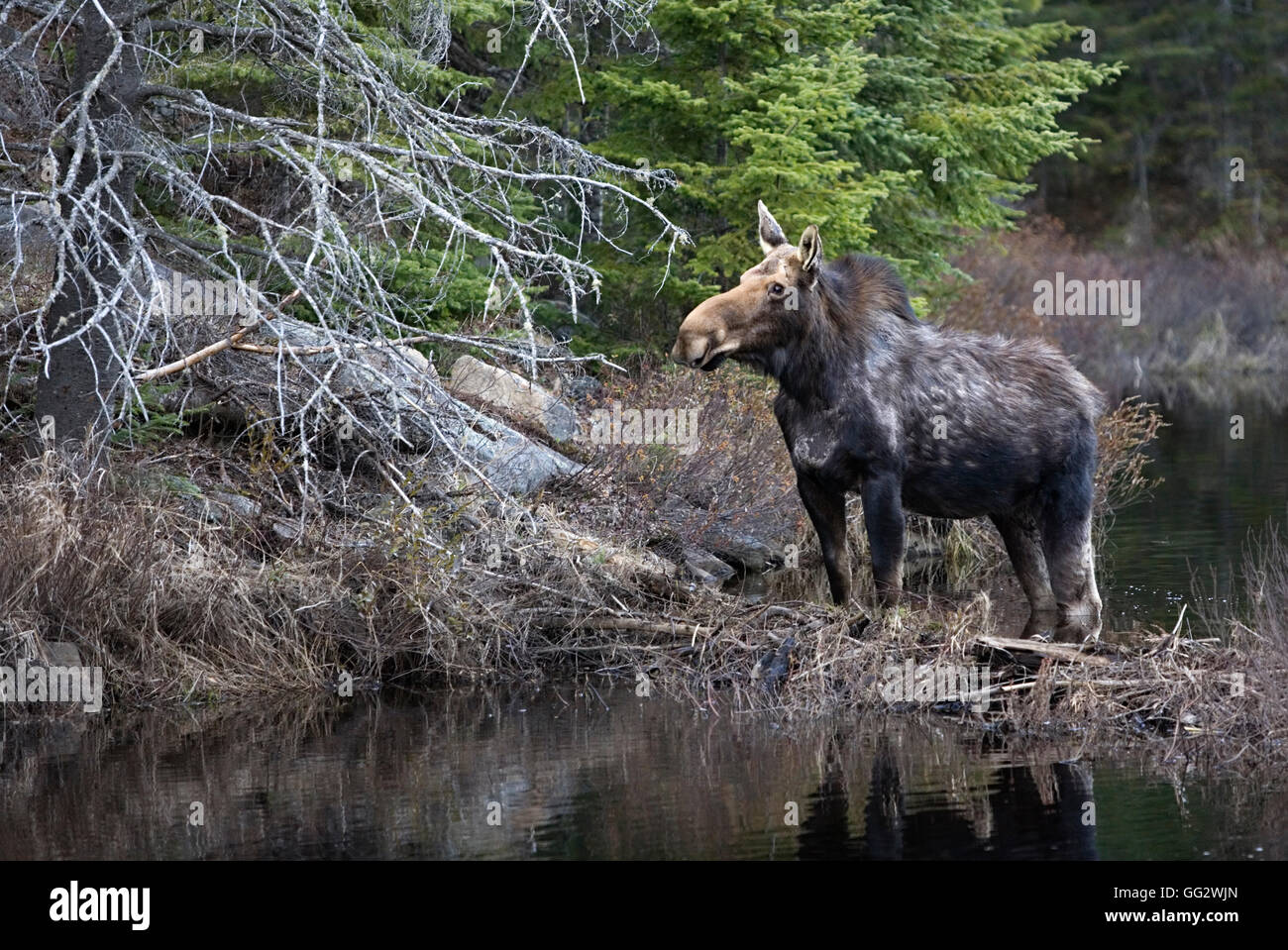 Ontario Spring Algonquin park moose Stock Photo - Alamy