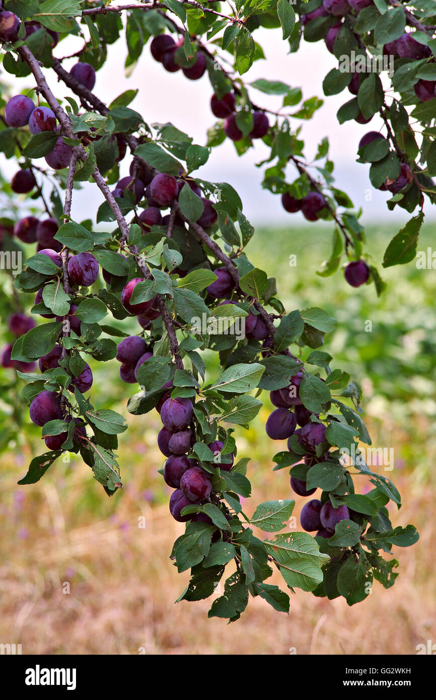 Plum tree garden hi-res stock photography and images - Alamy