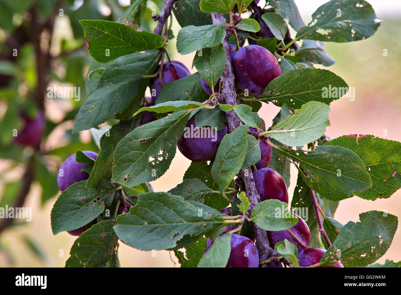 Plum Plums Fruit Tree Stock Photos & Plum Plums Fruit Tree Stock Images ...