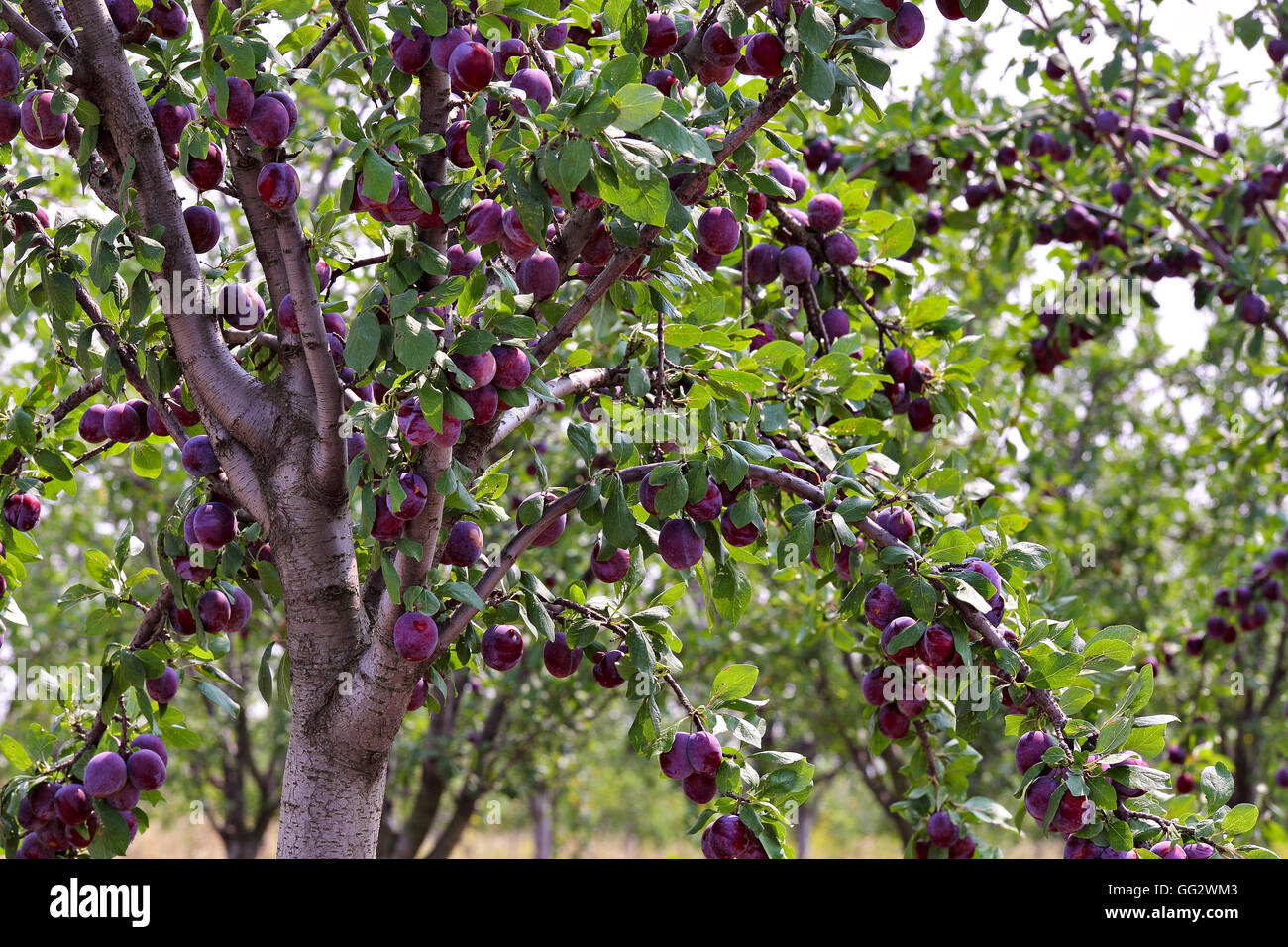Plum Very Sweet Fruit Tree High Resolution Stock Photography and Images ...