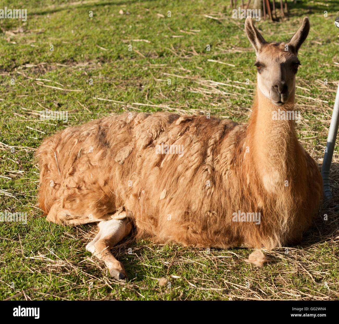 High park toronto animal hi-res stock photography and images - Alamy