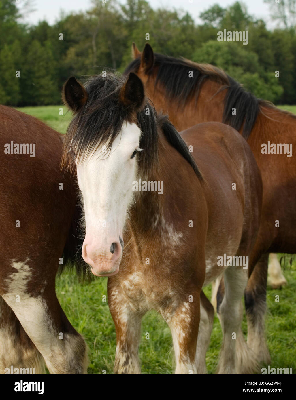 Draft draught dray horses horse hi-res stock photography and images - Alamy