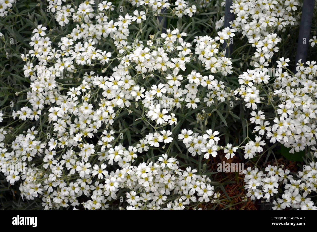 Gypsophila hi-res stock photography and images - Alamy