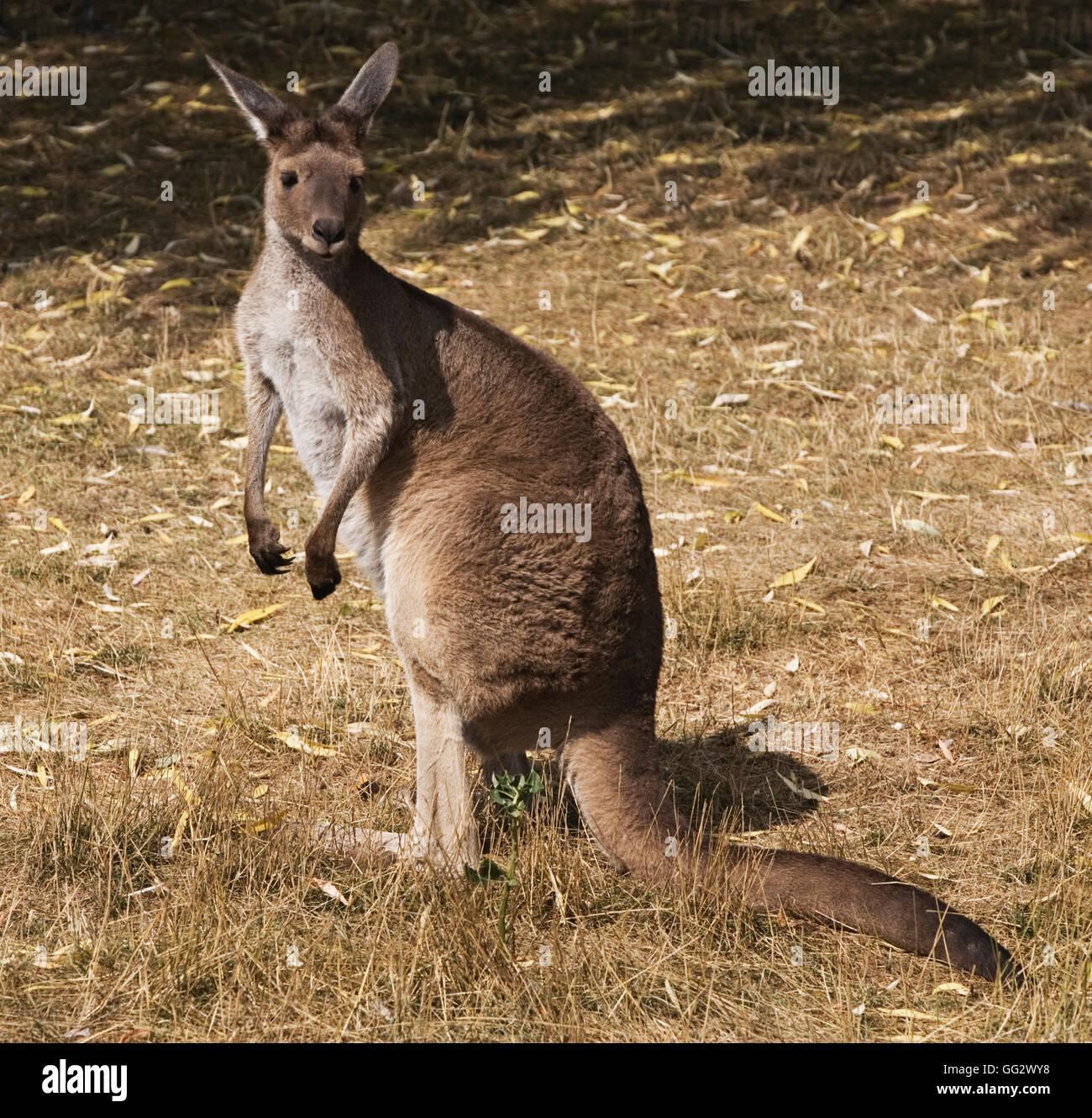 Toronto High Park Zoo Animal Stock Photo - Alamy