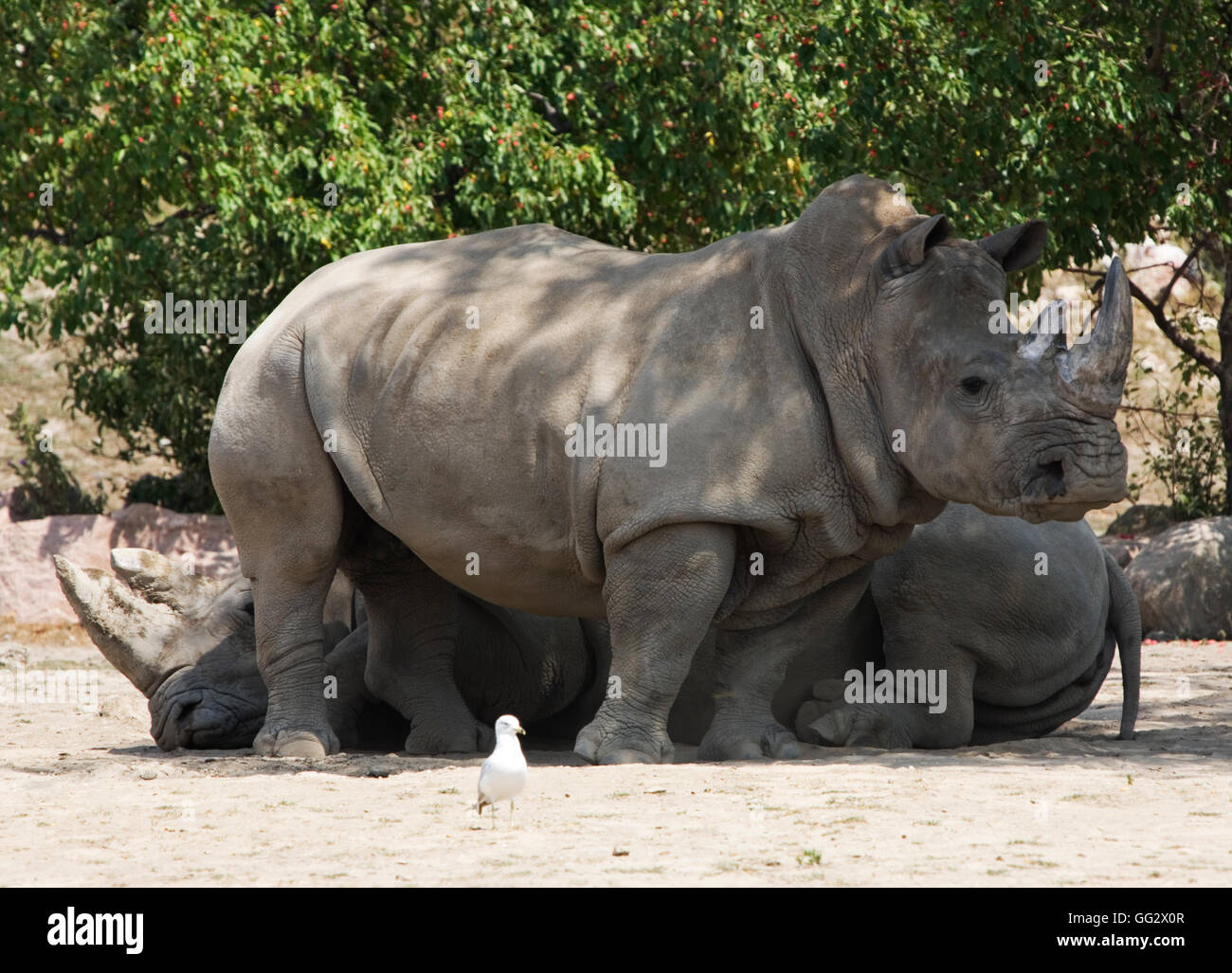 Toronto zoo rhino hi-res stock photography and images - Alamy
