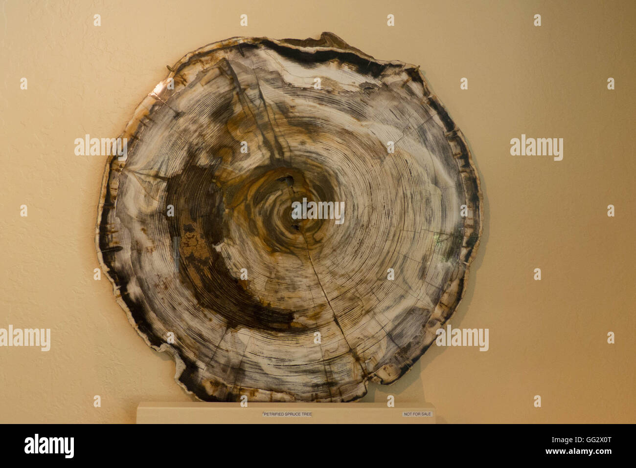 cross section of large tree showing rings Stock Photo - Alamy