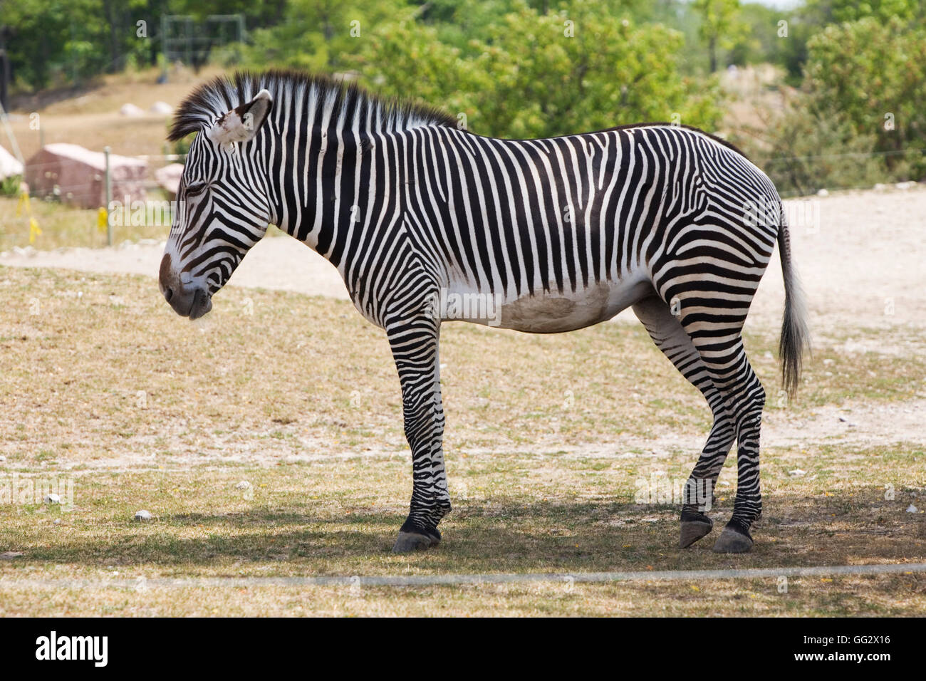 Toronto High Park Zoo Animal Stock Photo - Alamy
