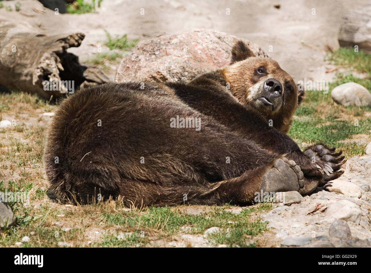 High park toronto animal hi-res stock photography and images - Alamy