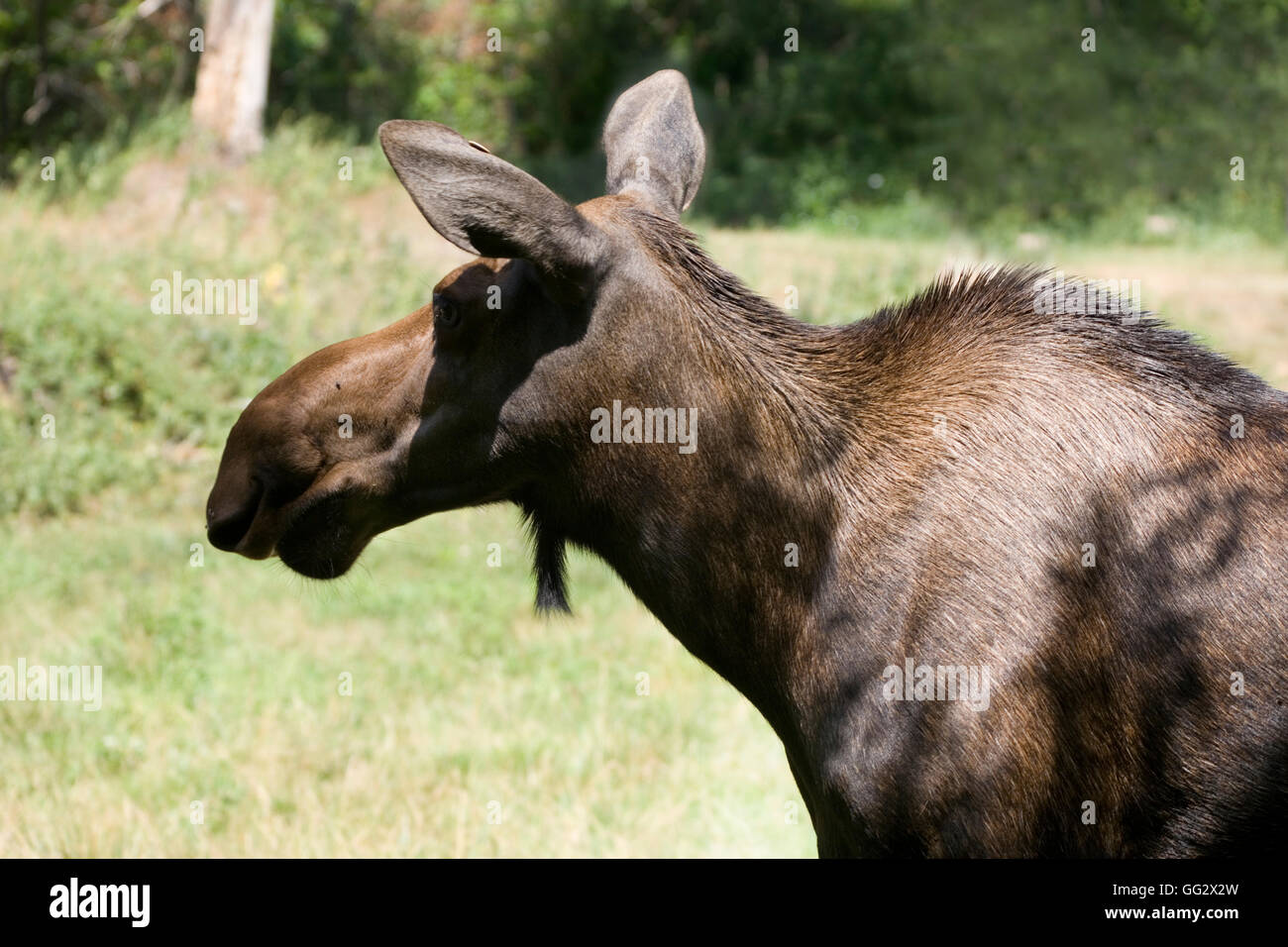 High park toronto animal hi-res stock photography and images - Alamy