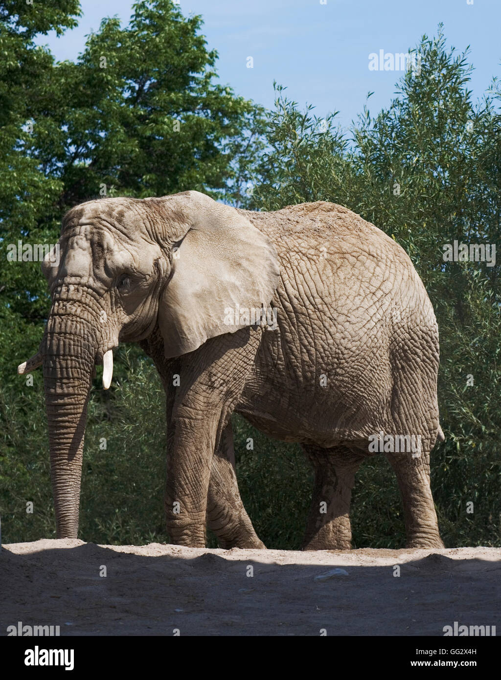 Toronto zoo elephant hi-res stock photography and images - Alamy