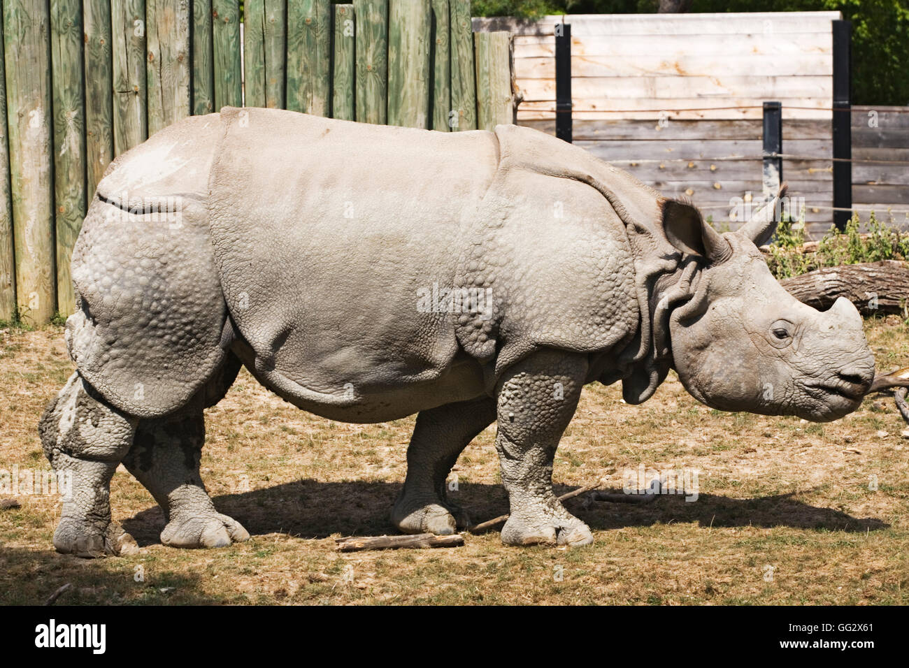 High park toronto animal hi-res stock photography and images - Alamy