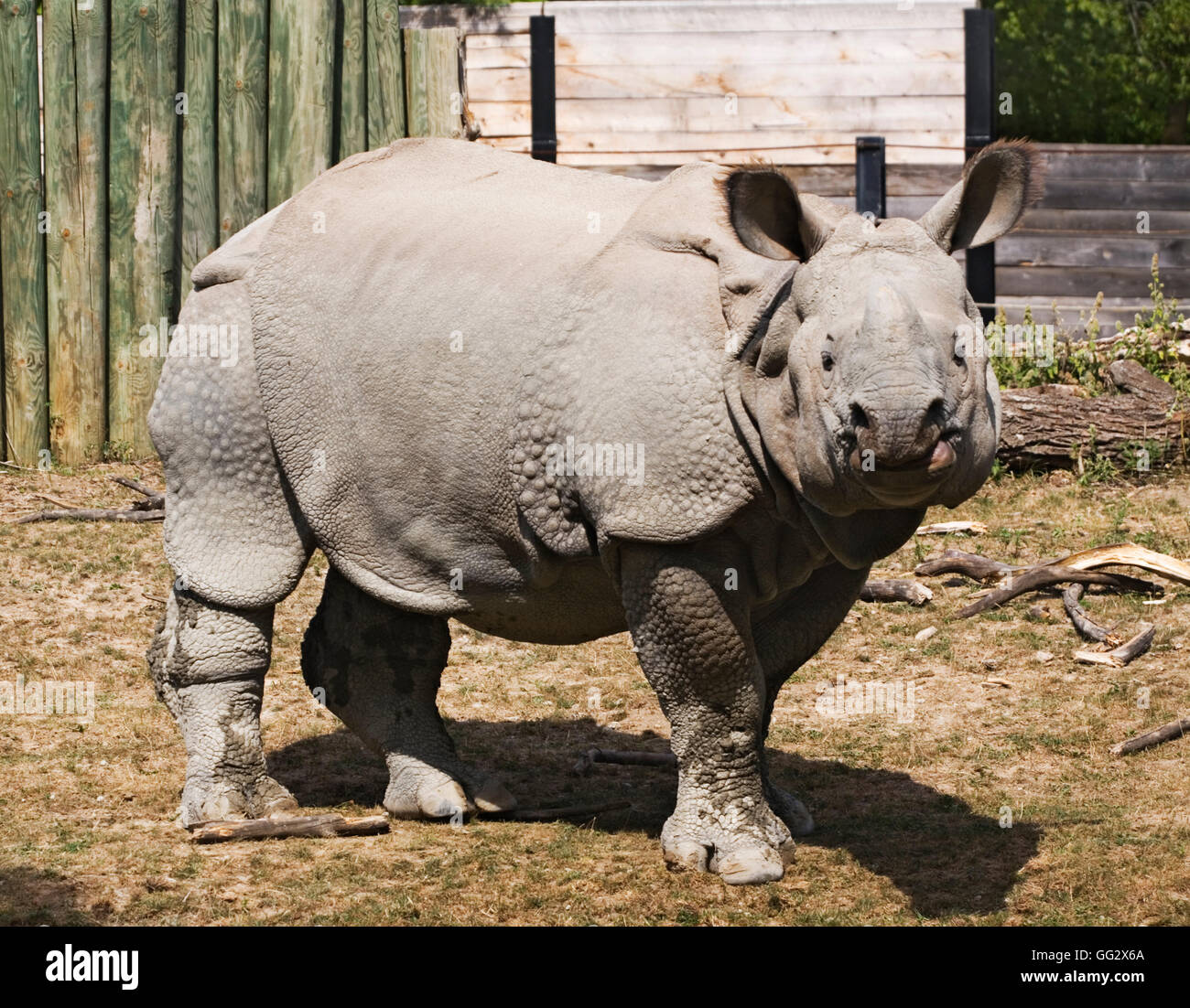 Toronto zoo rhino hi-res stock photography and images - Alamy