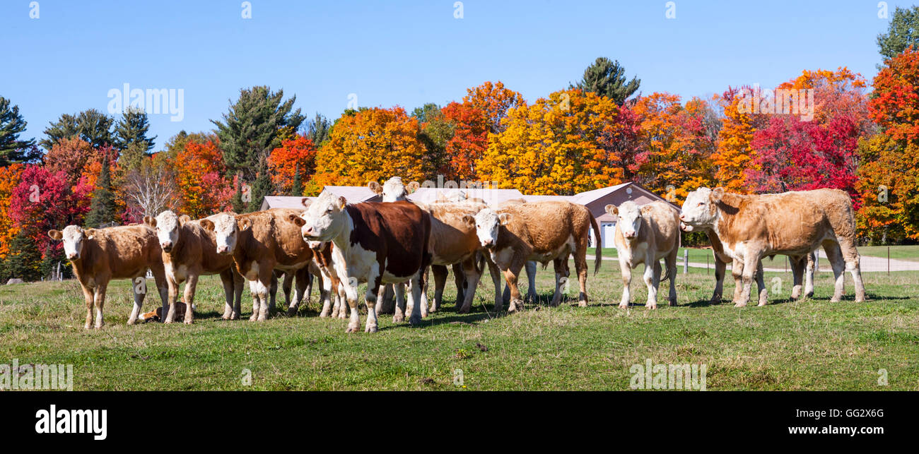 Agricultural animals hi-res stock photography and images - Alamy