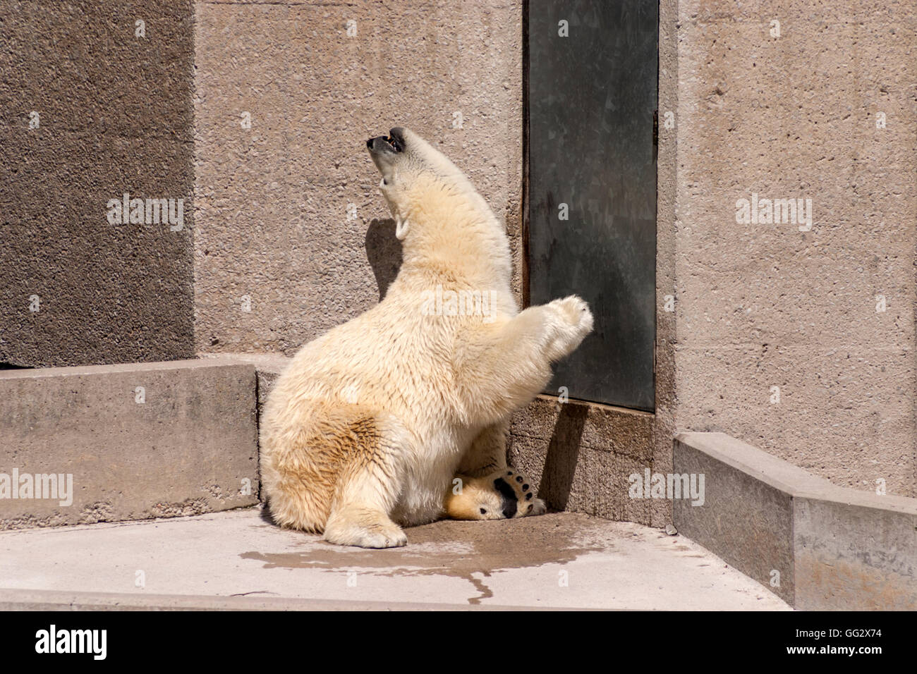 Toronto High Park Zoo Animal polar bear Stock Photo - Alamy