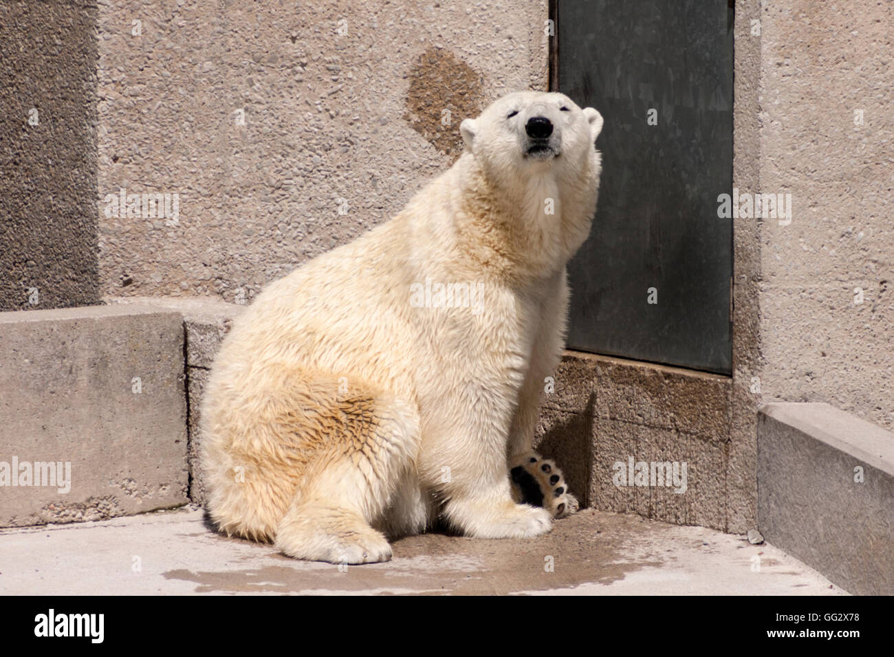 Toronto High Park Zoo Animal polar bear Stock Photo - Alamy