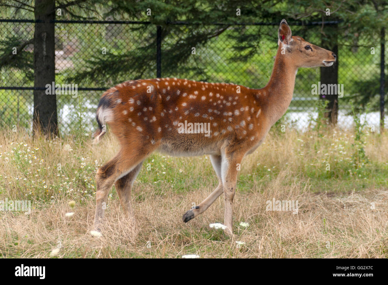 High park toronto animal hi-res stock photography and images - Alamy