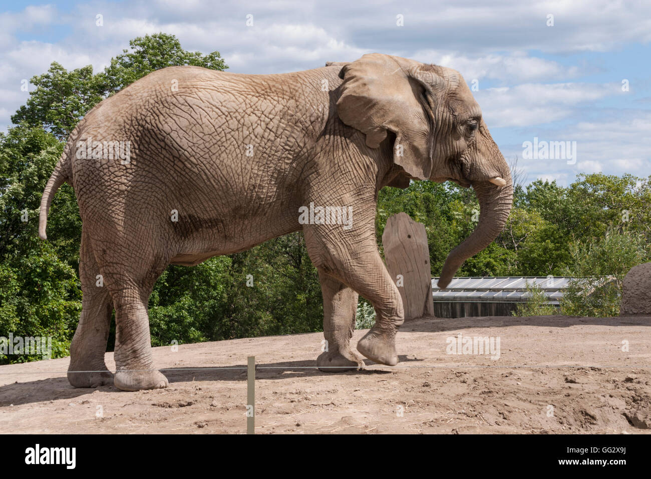 Toronto High Park Zoo Animal Stock Photo - Alamy
