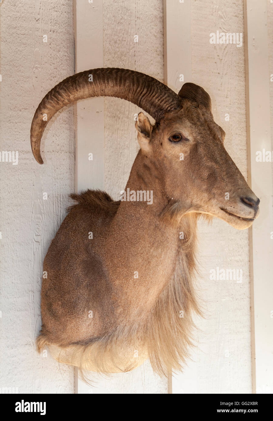Sheep head hi-res stock photography and images - Alamy