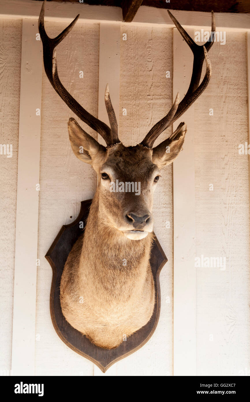 Deer Sheep Head Wall Mount Stock Photo - Alamy