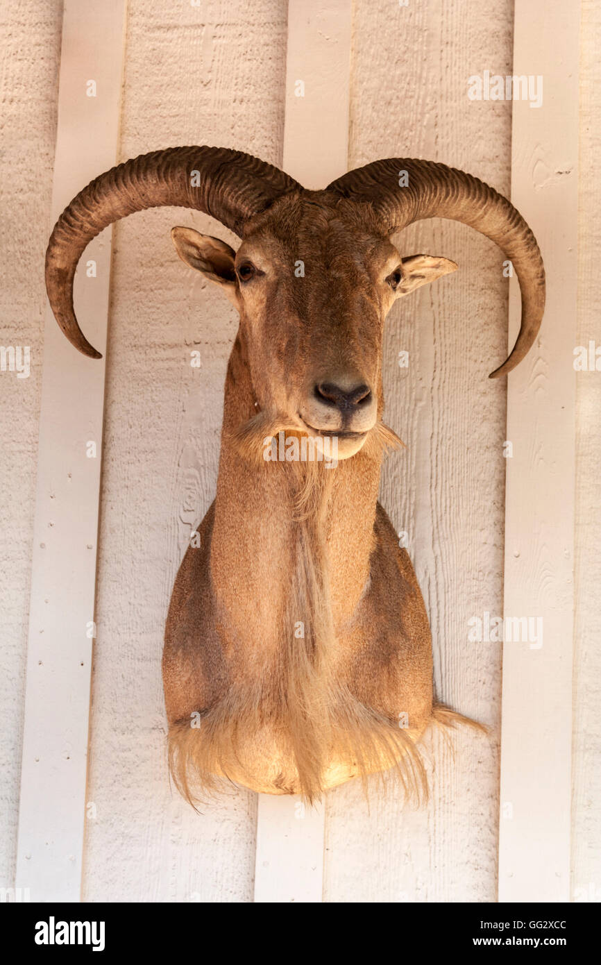 Deer Sheep Head Wall Mount Stock Photo - Alamy