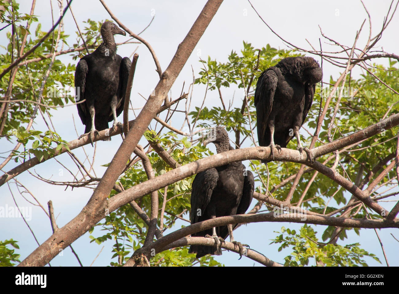 Three birds sitting hi-res stock photography and images - Alamy