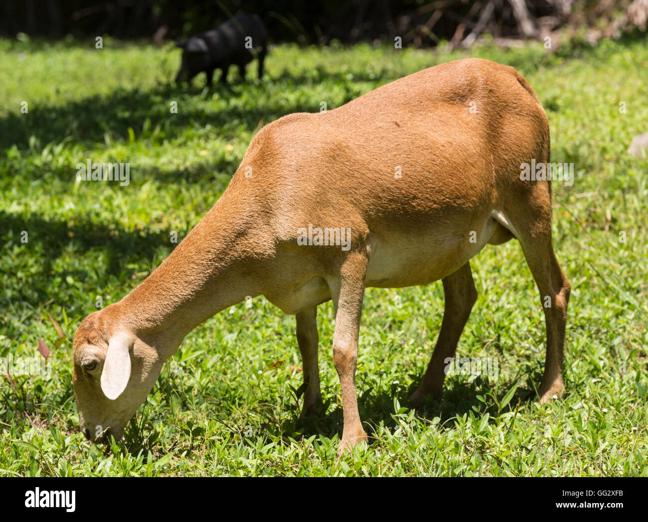 Agricultural animals hi-res stock photography and images - Alamy