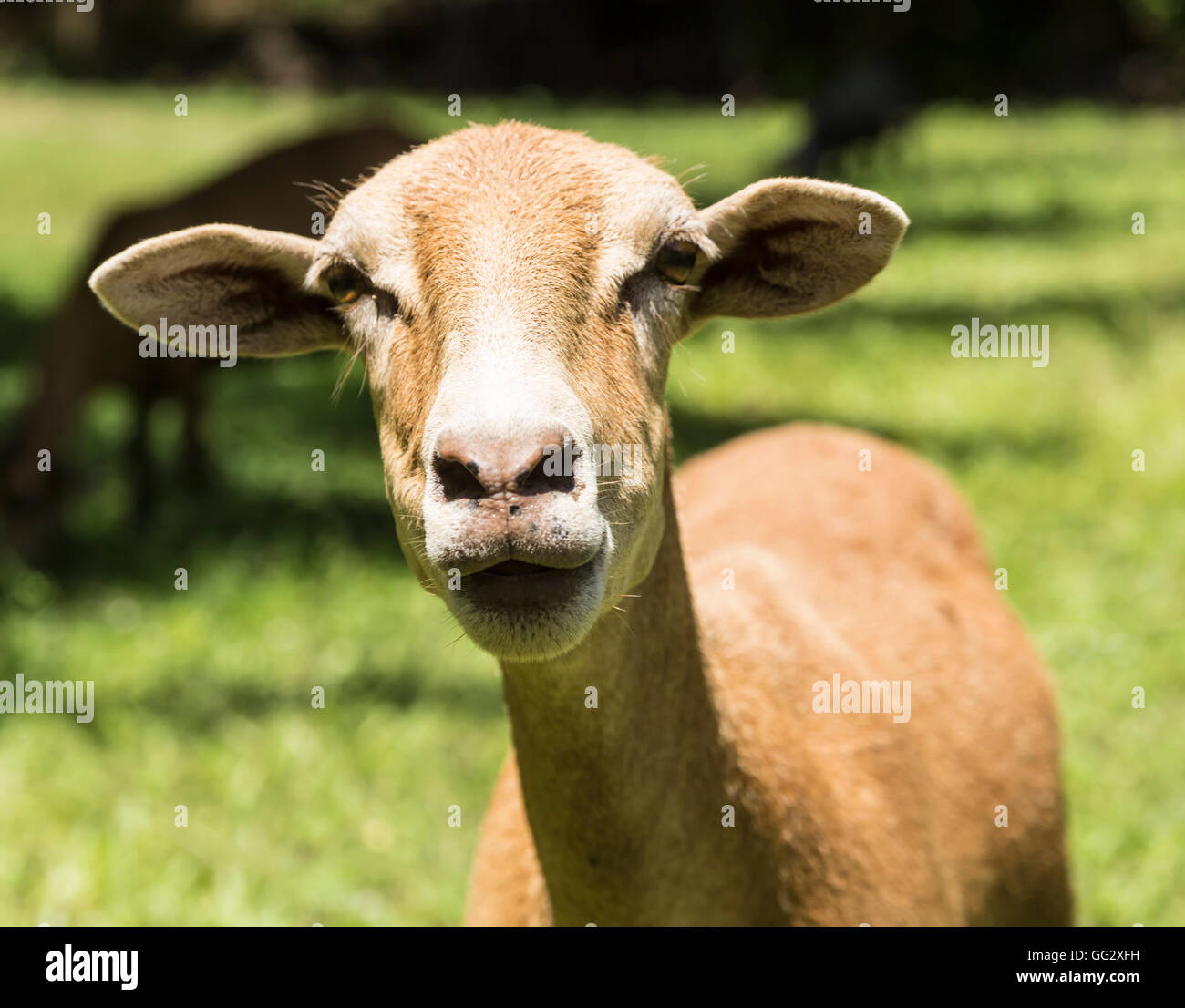 Agricultural animals hi-res stock photography and images - Alamy
