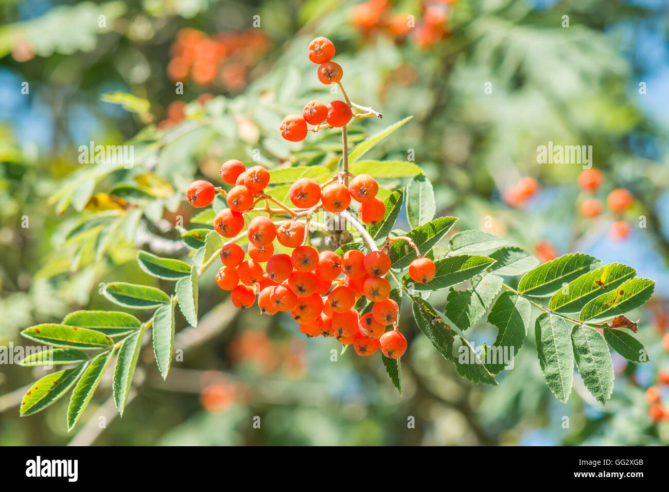 Closeup of the red fruits of a rowan tree Stock Photo - Alamy