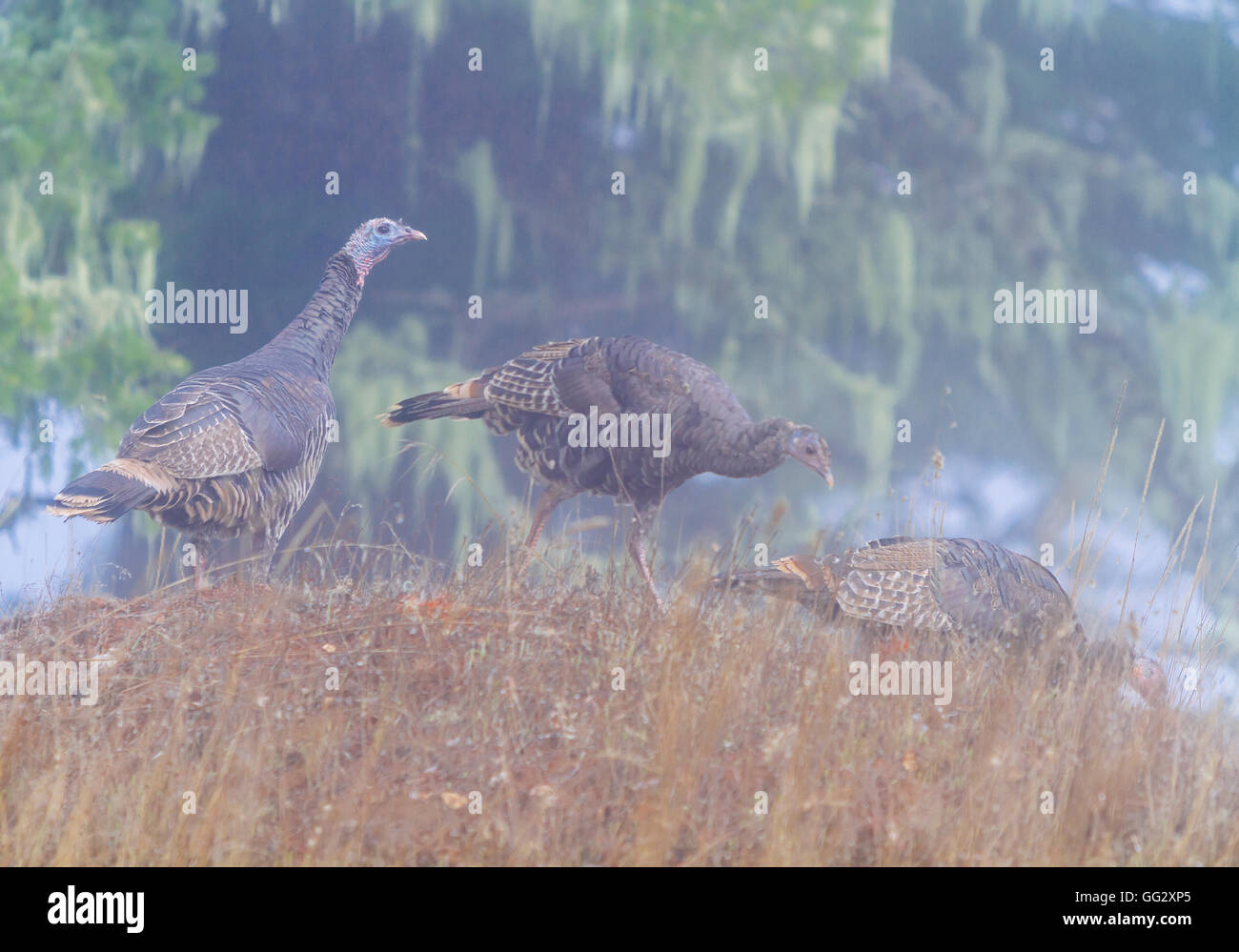 Three turkey's in the morning fog Stock Photo - Alamy