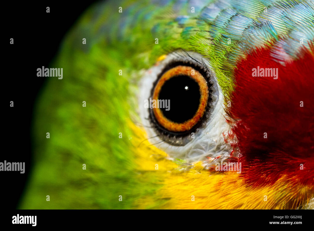 Up Close Parrot Stock Photo - Alamy