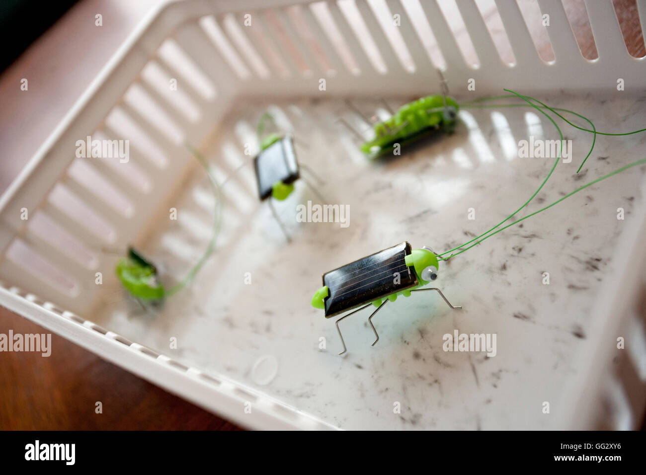 Solar bug hi-res stock photography and images - Alamy