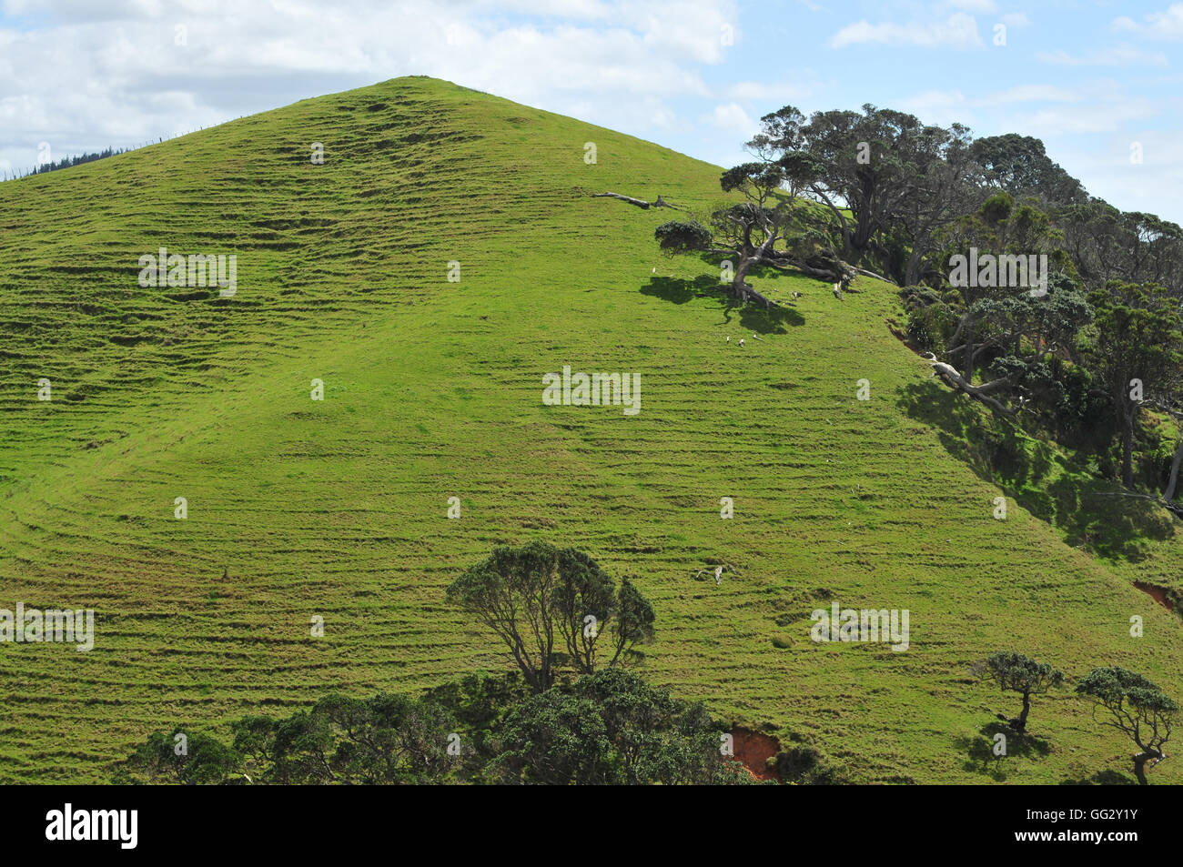 Northland deforestation hi-res stock photography and images - Alamy
