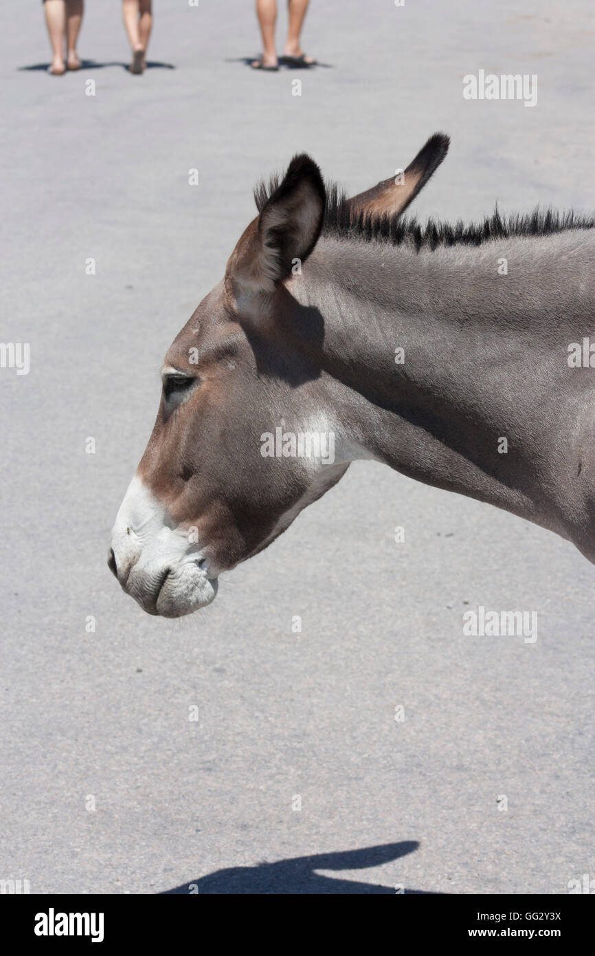 Wild burros (donkeys) in Oatman Arizona on Route 66 Stock Photo - Alamy