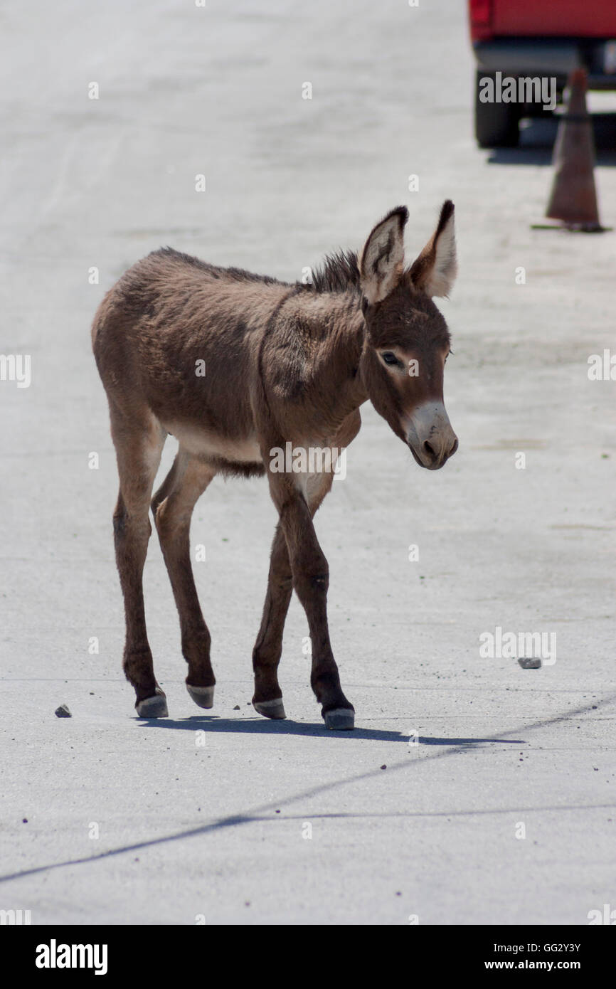 Wild burros (donkeys) in Oatman Arizona on Route 66 Stock Photo - Alamy