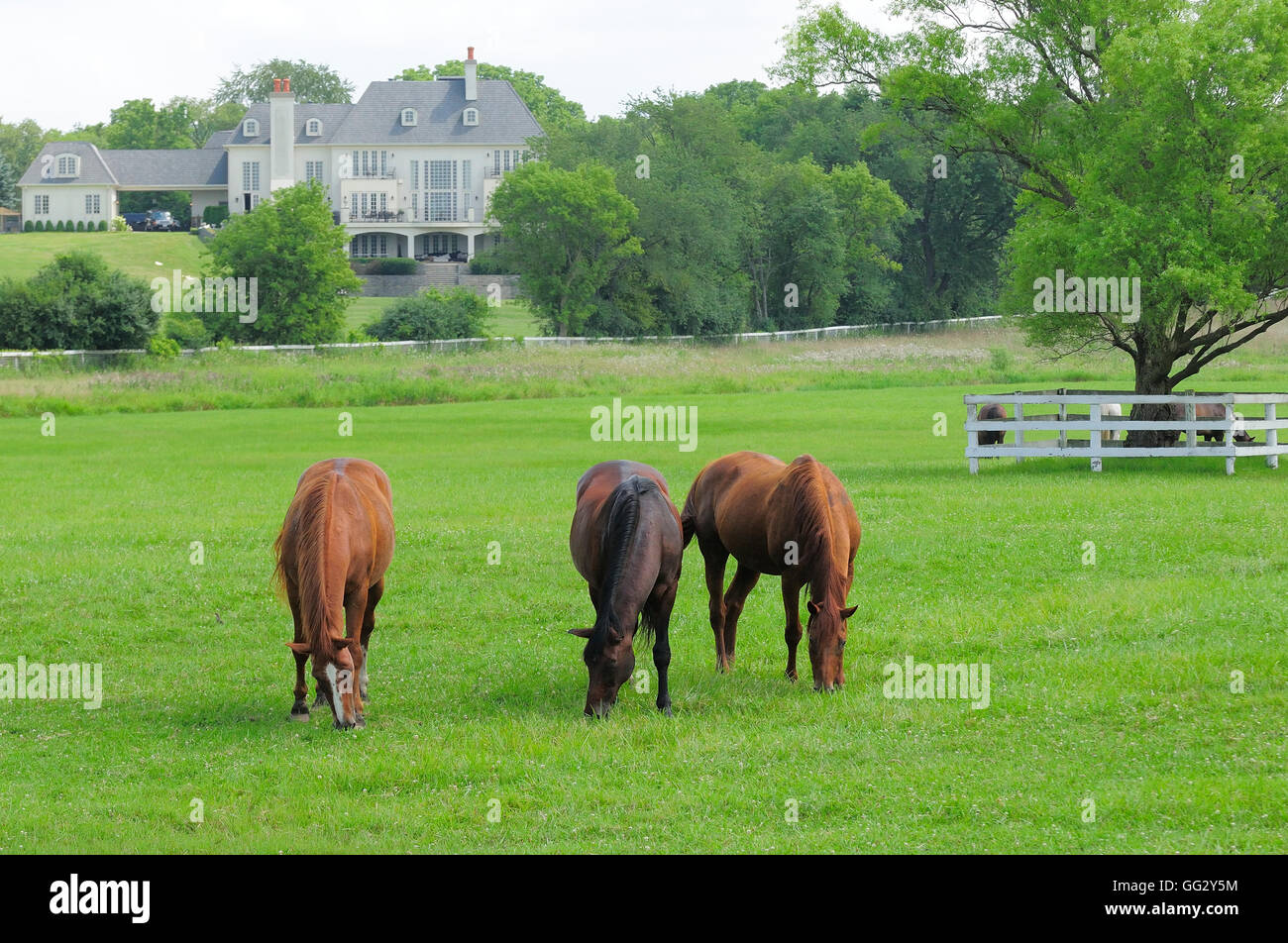 Horses grazing in pasture next to mansion Stock Photo - Alamy