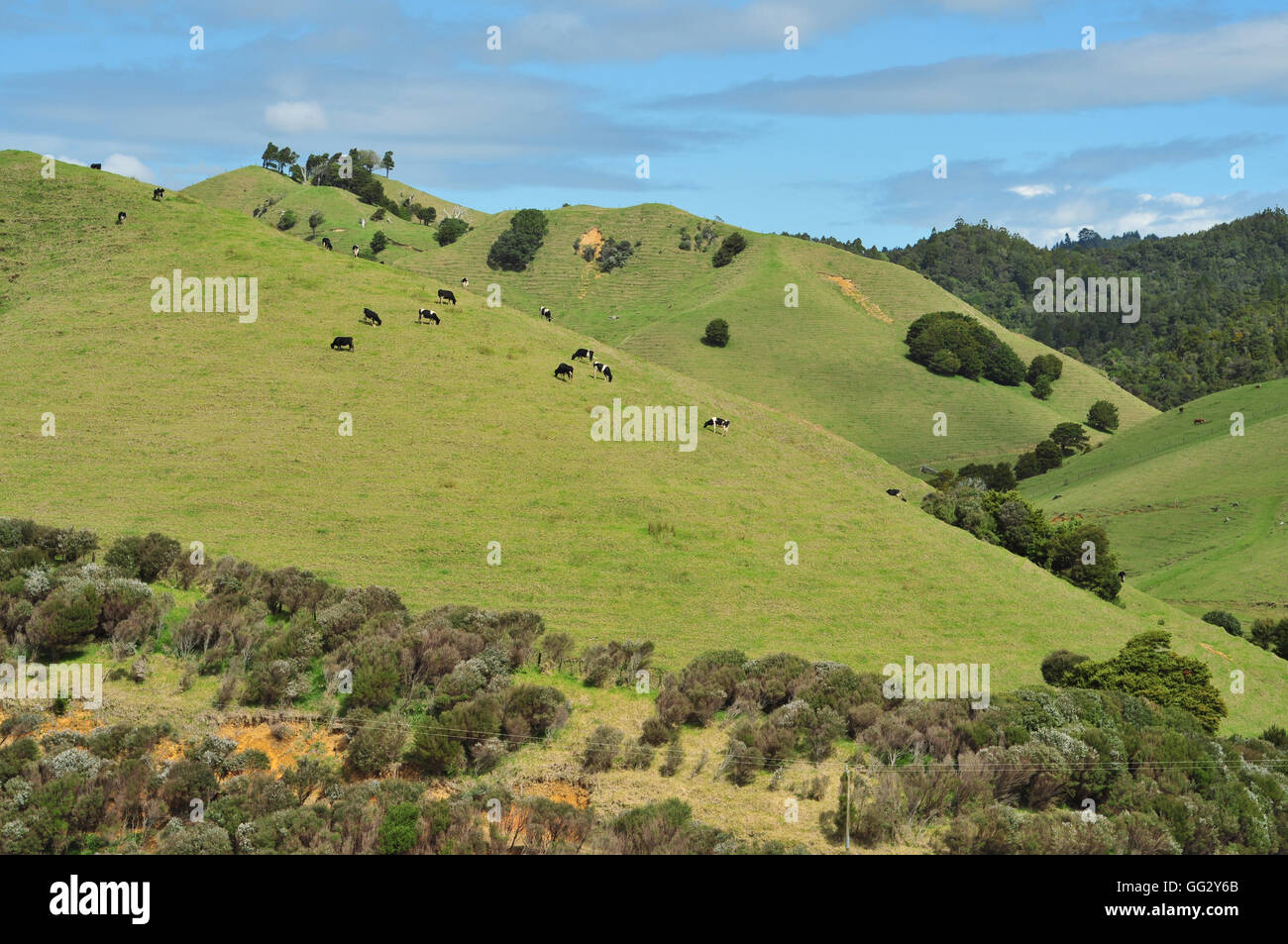 pasture Northland NZ countryside Stock Photo - Alamy