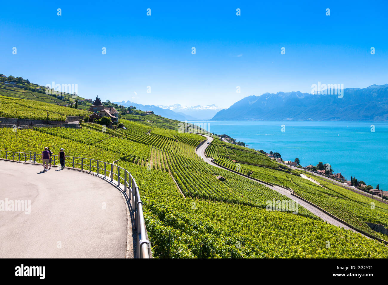 Vineyards in Lavaux region - Terrasses de Lavaux terraces, Switzerland ...