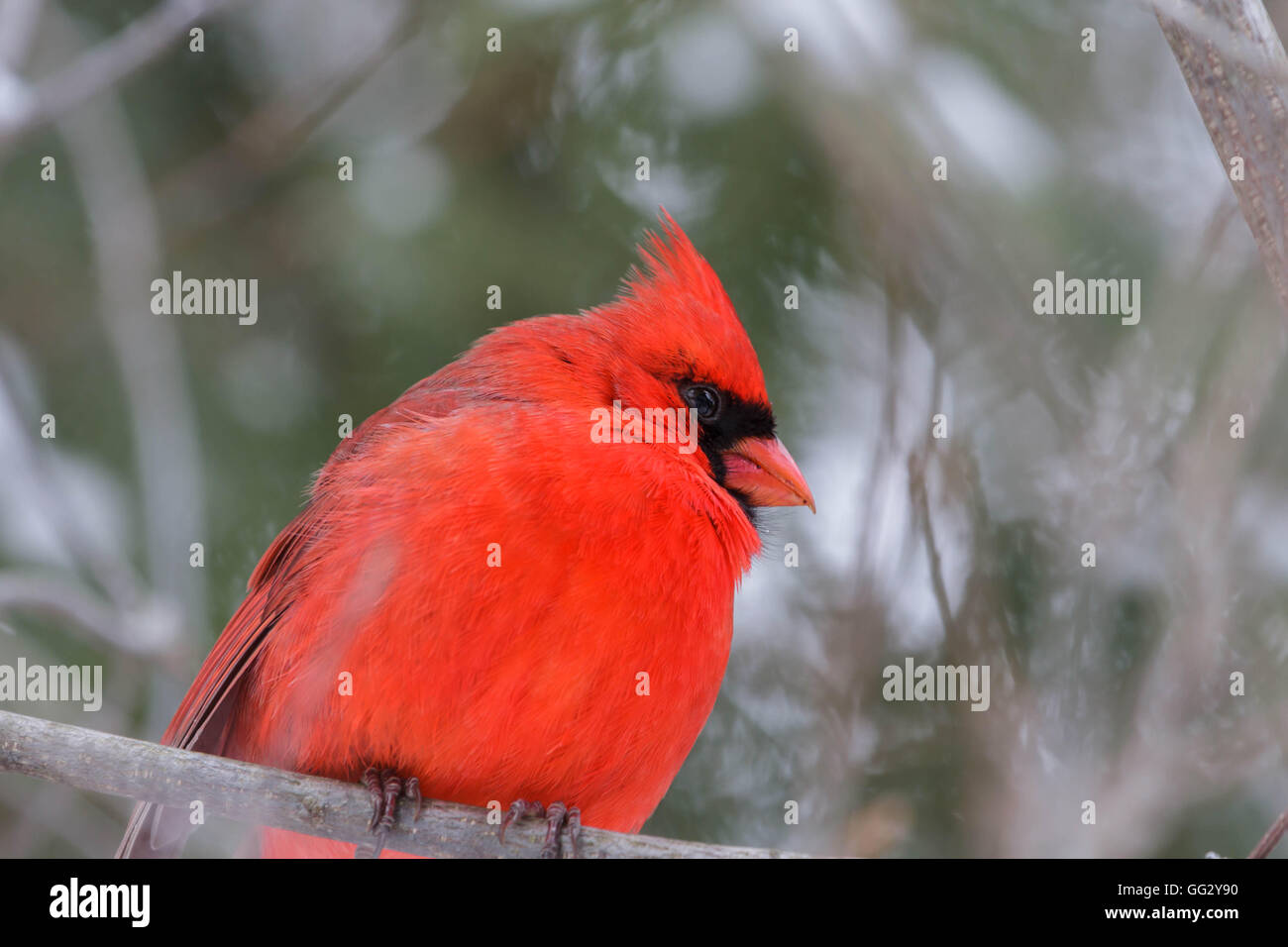Northern Cardinal male Stock Photo - Alamy