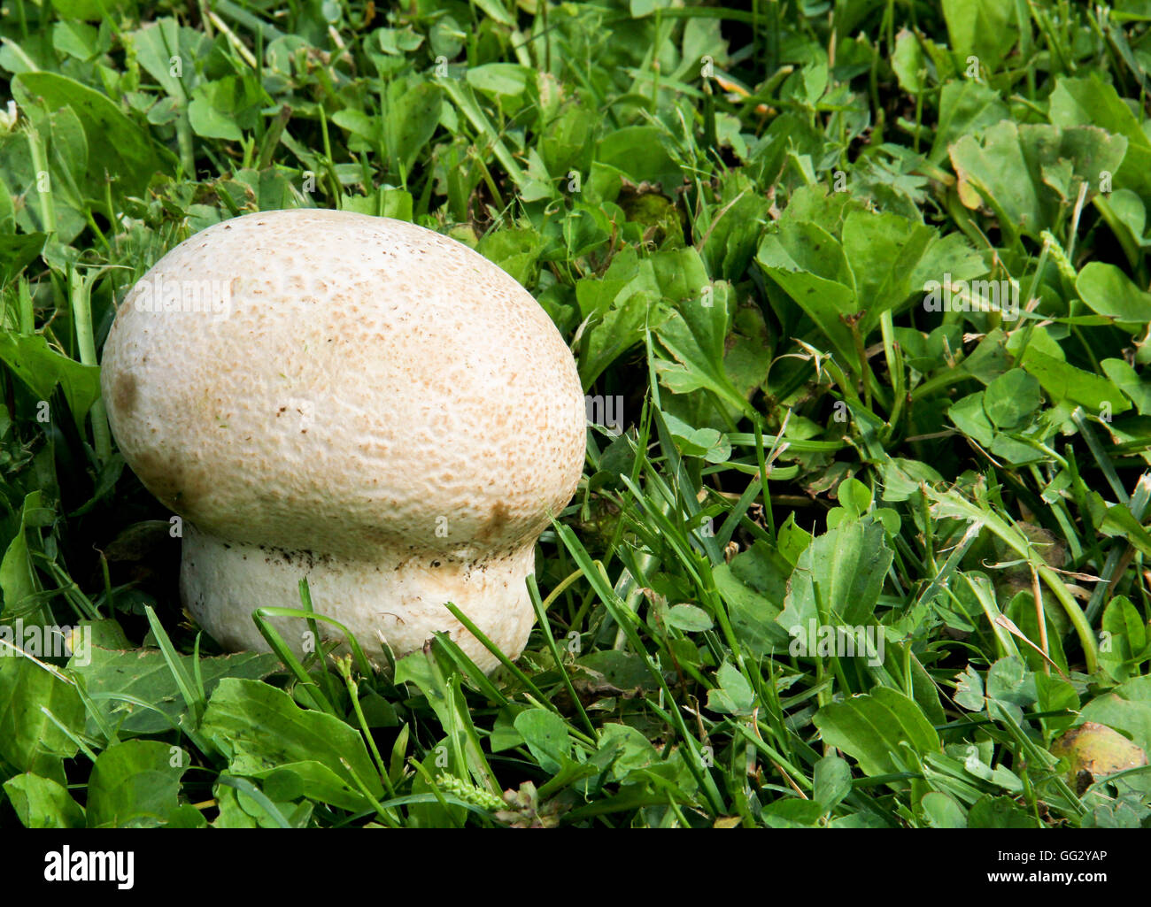 Puffball Mushroom Poisonous